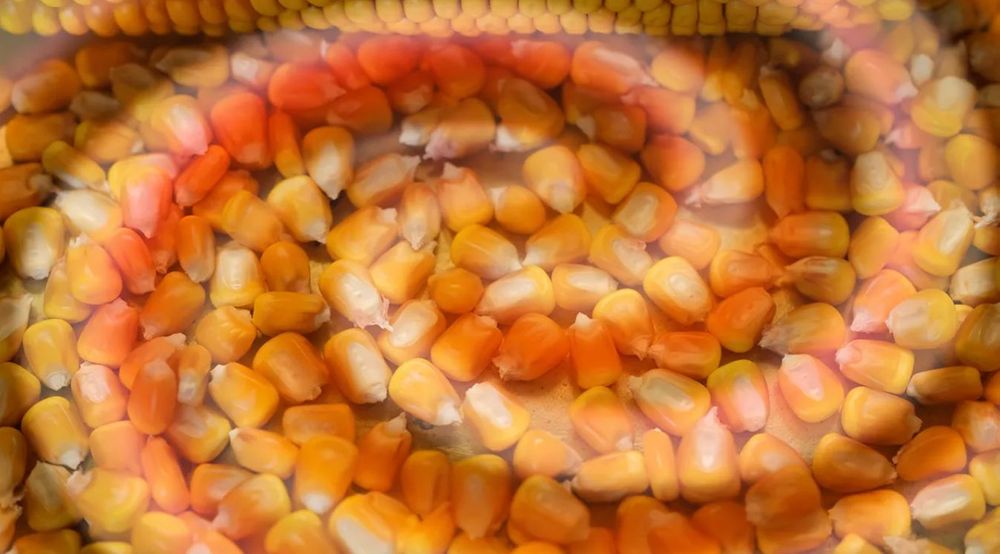 Corn Market Déjà Vu